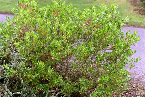18 Low Maintenance Front Yard Shrubs That Wont Care If You Forget To