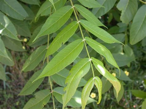 Walnut Tree Leaves Tea At Kathy Foley Blog