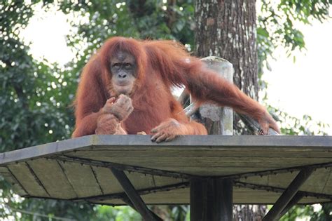 Orang Utan Shot At Zoo Negara Malaysia Premium Photo