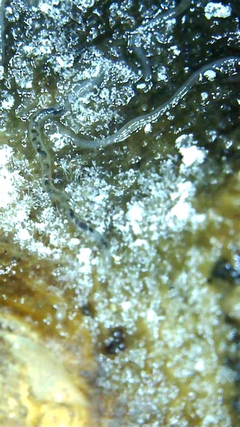 What Are These Worms In My Tree Frog Vivarium I Have A Whites Tree