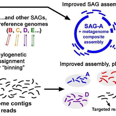 Pdf Impact Of Single Cell Genomics And Metagenomics On The Emerging