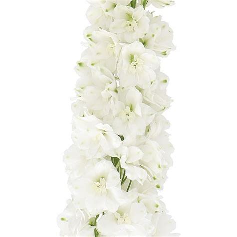 Delphinium Dewi Anastasia 90cm Wholesale Dutch Flowers And Florist