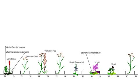 Belt Transect Example At Norris Carrico Blog