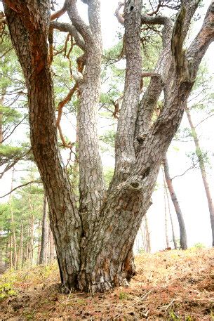 上伊佐沢舘のホーキマツ 巨樹樹の国日本