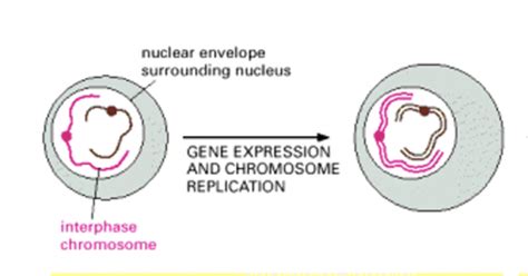 Adv Med Gen Week 2 Chromosome Structure And Abnormalities Flashcards Quizlet