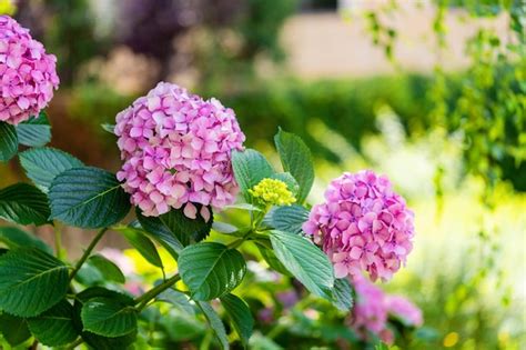 Premium Photo Hydrangea Flower Hydrangea Macrophylla Or Hortensia Flower With Green Stem And