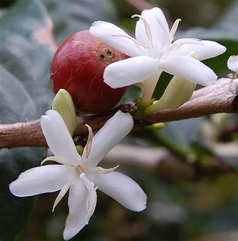 Les 25 meilleures idées de la catégorie Fleur de café sur Pinterest, et ...