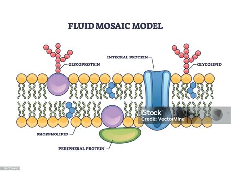 Fluid Mosaic Model With Cell Membrane Anatomical Structure Outline