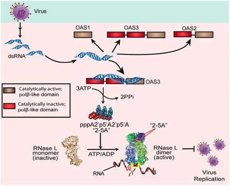 Activation Of Rnase L Is Dependent On Oas3 Expression During Infection With Diverse Human