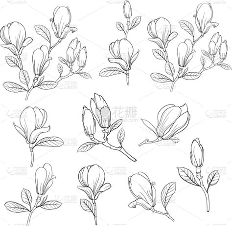 化学元素周期表 分离着色 白色 鸡尾酒 自然 季节 花 布置 捆 收集素材 花瓣网