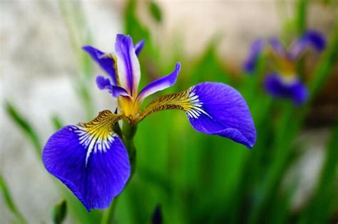 Premium Photo Closeup Of Blue Siberian Iris Flower