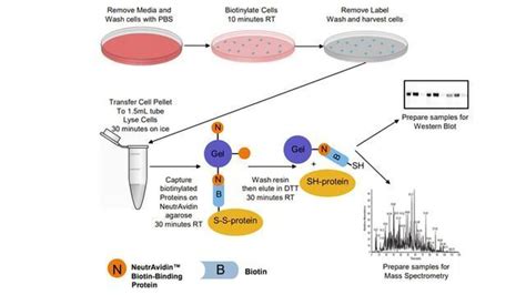 Proteomic Analysis Of Cell Surface Proteins With Improved Specificity Of Enrichment Technology