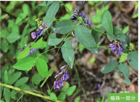 大叶野豌豆 铁岭植物 图片