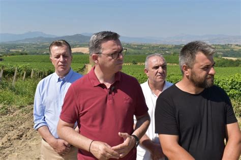 Трипуновски Рекордна цена на најзастапените сорти на грозје Вранец 21 3 денари Смедеревка 18