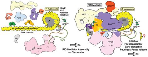 Yanhui Xus Lab Uncover The Regulatory Function Of The 1 Nucleosome In
