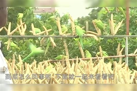 闻所未闻！男子不花一分钱养3000只鹦鹉，竟全是用这方法骗来的？