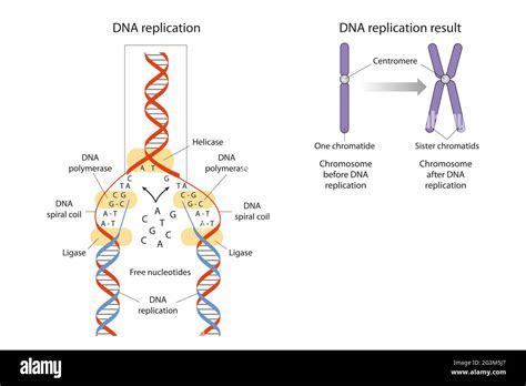 Dna Replication Semiconservative