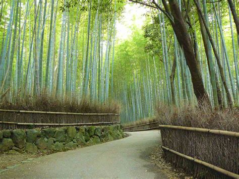夏の嵯峨野の風景 関西花巡り