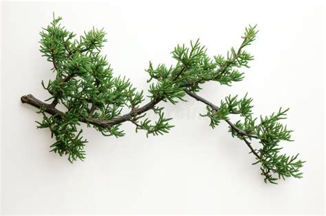 Branch Of Juniper On A White Background Flat Lay Top View Stock