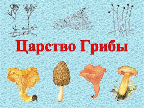 Царство Грибы - презентация онлайн