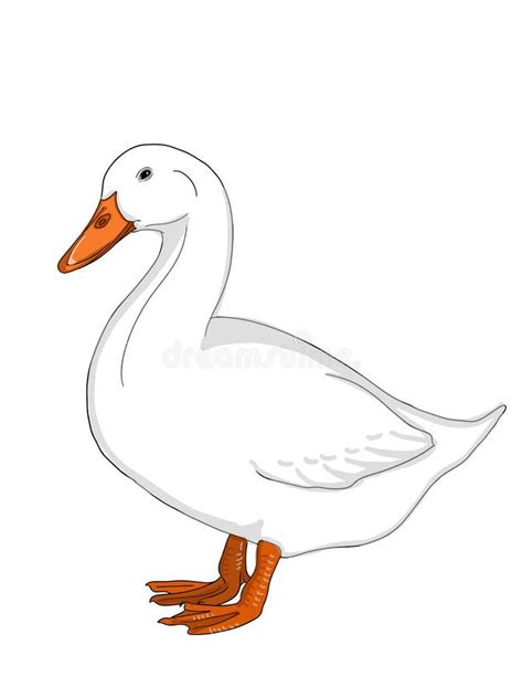 How To Draw A Realistic Duck Step By Step