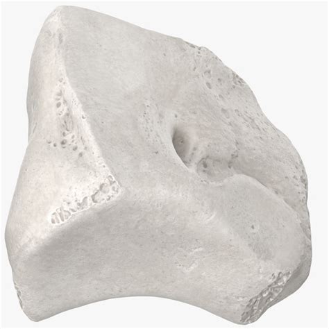 Cuneiform Bone Lateral 01 3d Model Turbosquid 1567908