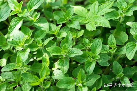 常见香草植物种类介绍 知乎