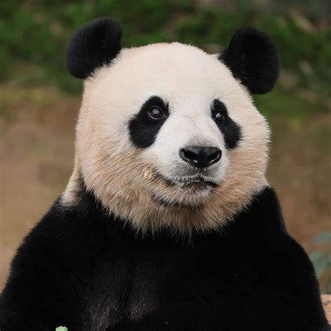 더쿠 사려 깊은 눈빛 가진 아이바오