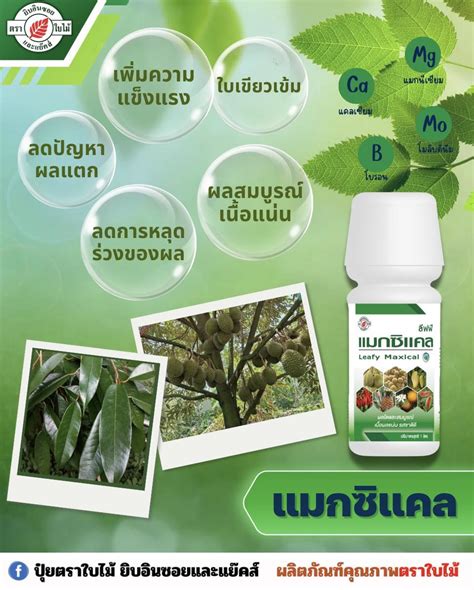 ปุ๋ยตราใบไม้ ยิบอินซอยและแย๊คส์ 👨🏻‍🌾 ลีฟฟี แมกซิแคล ฮอร์โมนคุณภาพตราใบไม้อีกหนึ่งตัวที่เป็น