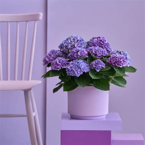 Magical Hydrangea On Linkedin Magicalhydrangea Magical Hydrangea