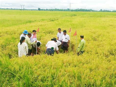 ကြံခင်းမြို့နယ်၊ ကွေ့မအုပ်စုတွင် နွေစပါးစံပြရိတ်သိမ်းခြင်းအခမ်းအနားသို့
