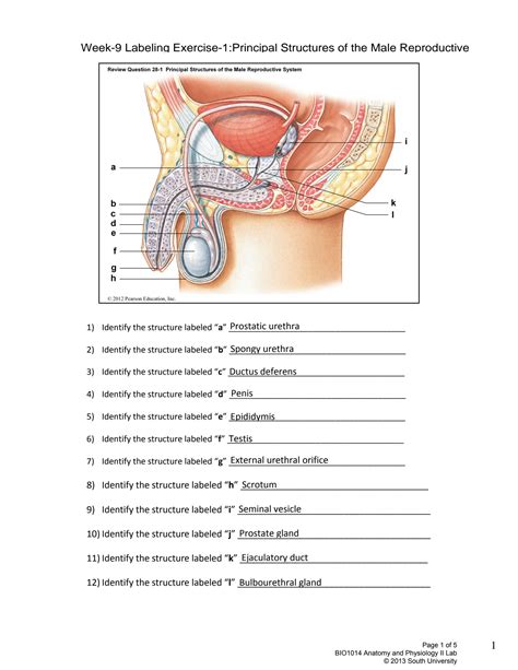 Solution Su Bio1014 W9 Lab Reproductive System Lab Labeling Exercise