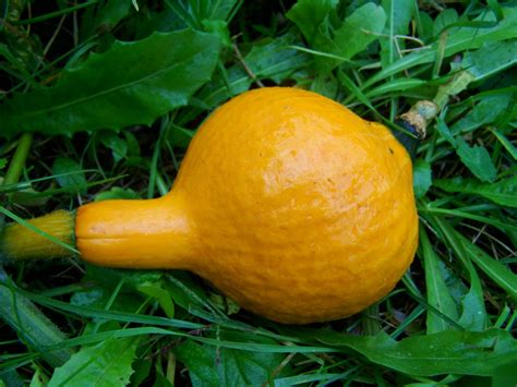 무료 이미지 과일 주황색 식품 생기게 하다 야채 노랑 시트론 감귤류 쑥쑥 꽃 피는 식물 장식용 호박 등자 옐로우 스쿼시 수확 겨울 스쿼시 육상