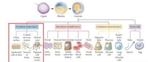 Lecture 12 Ectoderm Neural Tube Flashcards Quizlet