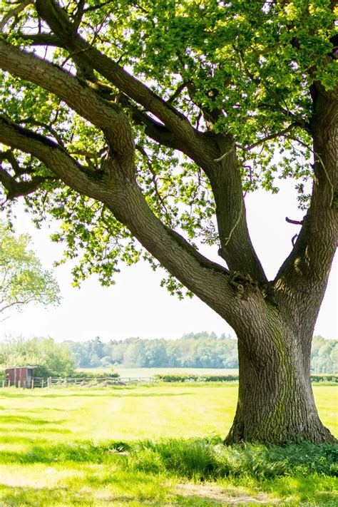 Tree Identification Do I Have A Sassafras Tree Davey Tree Tree Identification Do I Have A Sassafras Tree Davey Tree