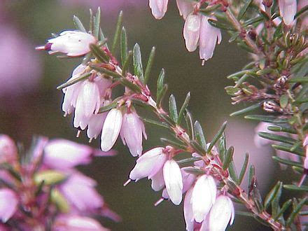 Erica Plant Wikipedia