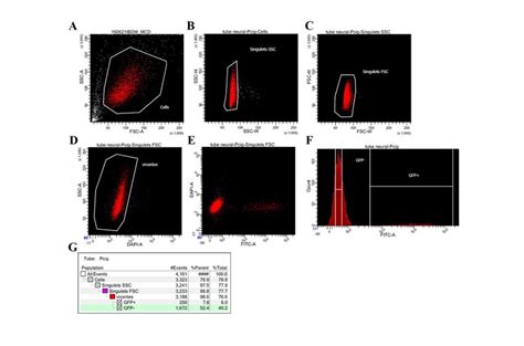 Figure S8 Cell Sorting Outcome From Electroporated Chicken Neural