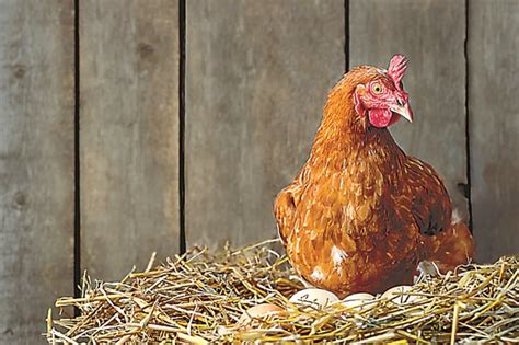 Как правилно да запарвате и покълвате зърното за птиците Български Фермер