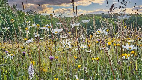 Download Wildflower Beauty In A Meadow Wallpaper