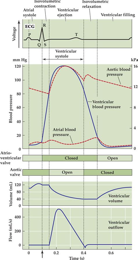 Solved Is The Volume Pulse And Blood Flow Measured By Chegg Com