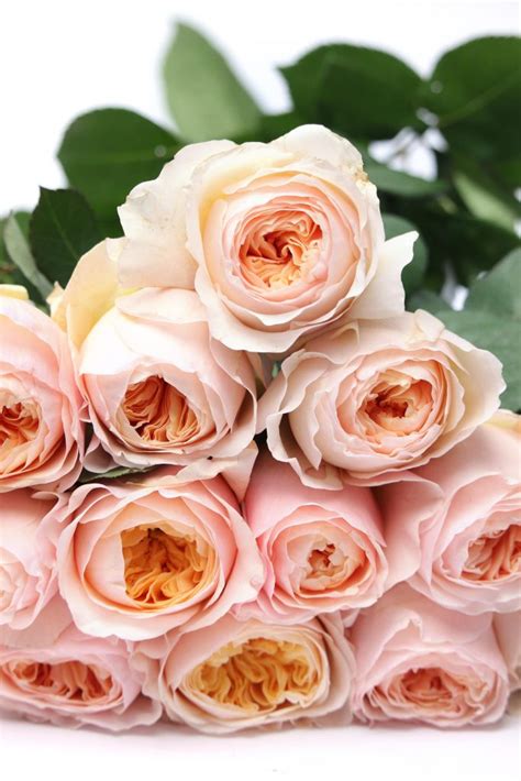 Rose Juliet Ausjameson