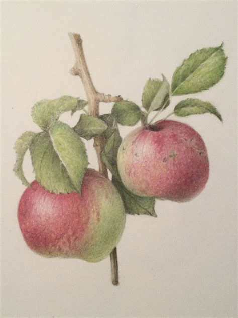 Apples Realistic Botanical Drawings In 8 Steps Draw Botanical LLC