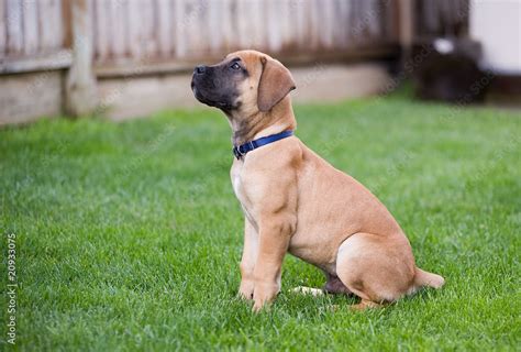 Fawn Boerboel