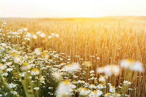 밀과 카모마일 필드 황금 밀의 귀 아름다운 자연 일몰 풍경 빛나는 햇빛 아래 농촌 풍경 밀밭의 귀를 익히는 배경 풍부한 수확 개념 0명에 대한 스톡 사진 및 기타 이미지