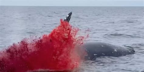 Video Dead Whale Explodes In A Shower Of Blood And Guts Outdoor Life