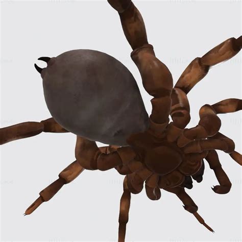 Creepy Spider 3d Print Model