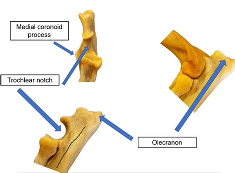 Diagram Of Canine Elbow Joint Bones Quizlet