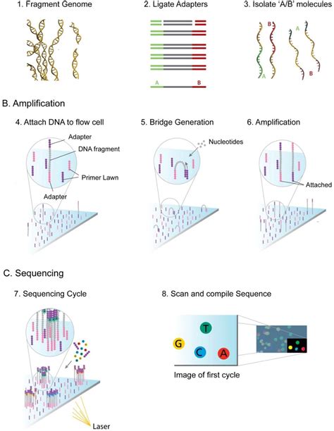 Figure 11 From Application Of Next Generation Sequencing For
