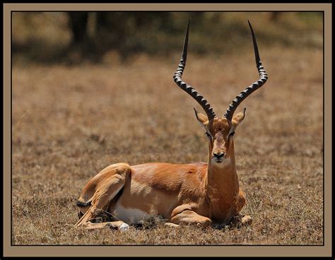 Импала или чернопятая антилопа (лат. Aepyceros melampus)