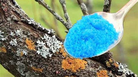 Як позбутися моху та лишайника на плодових деревах Майстерня ідей